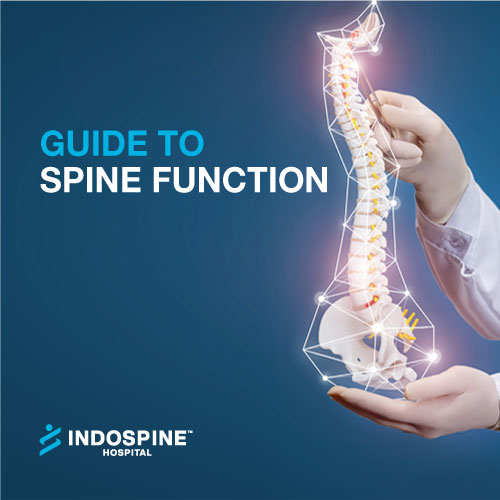 Guide To Spine Function: Understanding Your Backbone